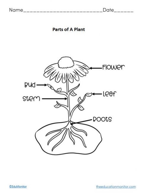 Parts of A Plant Science Worksheets for Kids - EduMonitor | Science ...