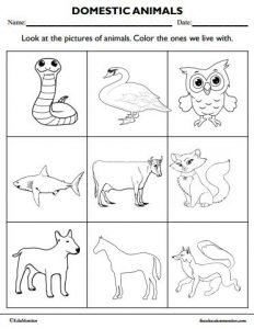 Animal Science Worksheets for Kindergarten: A Guide - EduMonitor ...