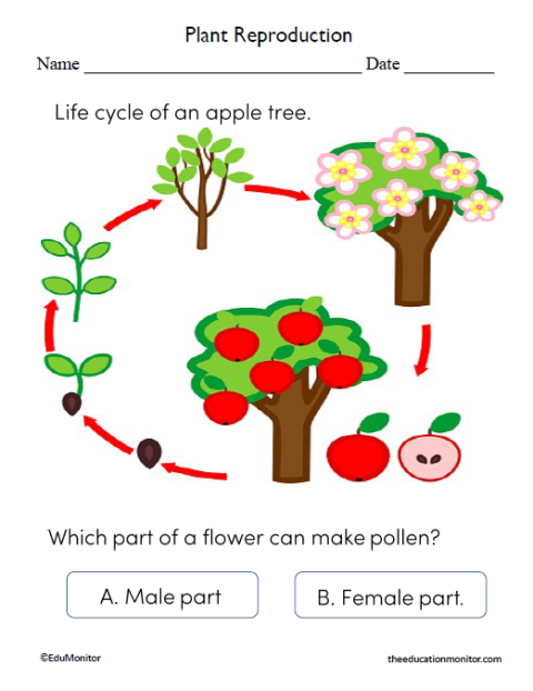 Plant Reproduction Science Worksheets - EduMonitor | Science, Math ...