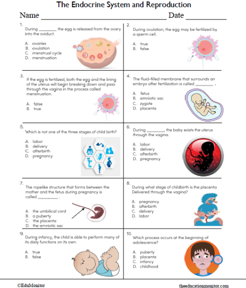Grade 8 Endocrine System and Reproduction Science Worksheet ...