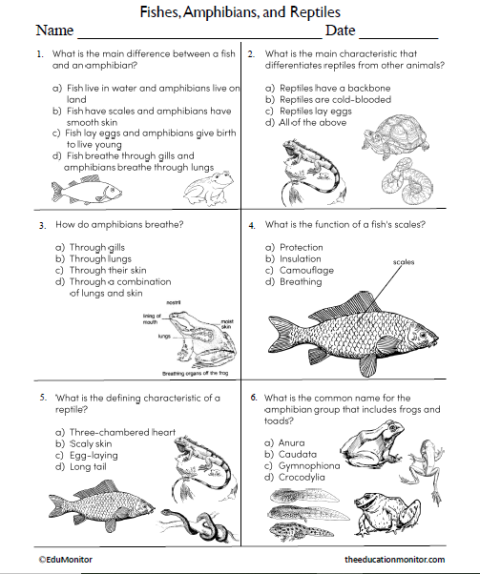 Fishes Amphibians and Reptiles Science Worksheet for Grade 6 ...