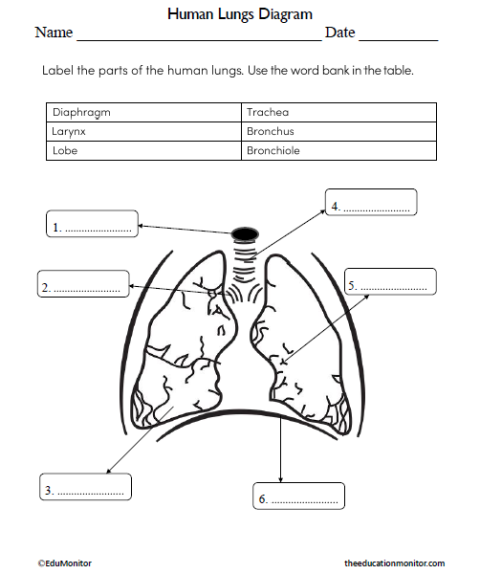 Human Lungs Diagram Science Worksheet for Grade 6 - EduMonitor ...