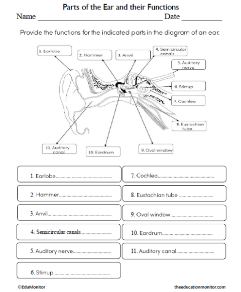 Parts of the Ear and their Functions Science Worksheet for Grade 7 ...