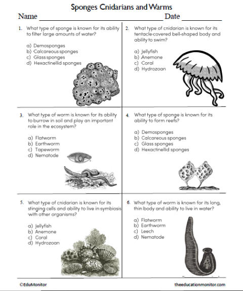 Sponges Cnidarians and Warms Science Worksheet for Grade 6 - EduMonitor ...