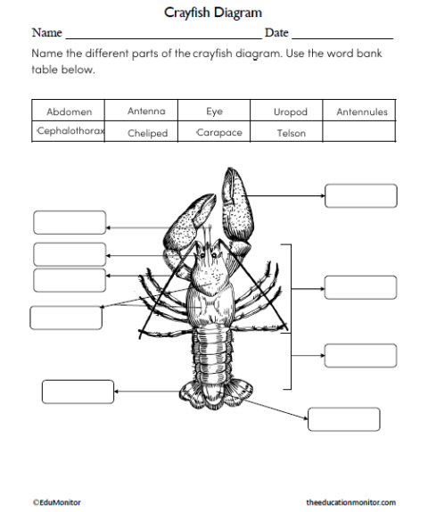 Crayfish Diagram Science Worksheet for Grade 8 - EduMonitor | Science ...