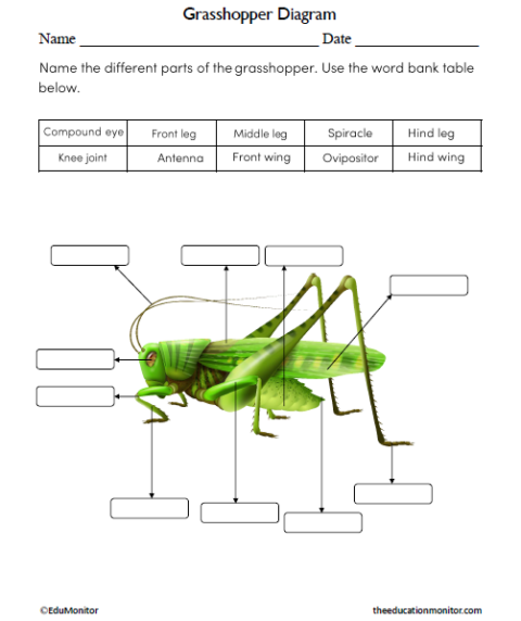 Grasshopper Diagram Science Worksheet for Grade 6 - EduMonitor ...