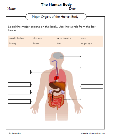 The Human Body Science Worksheet - EduMonitor | Science, Math, Language ...