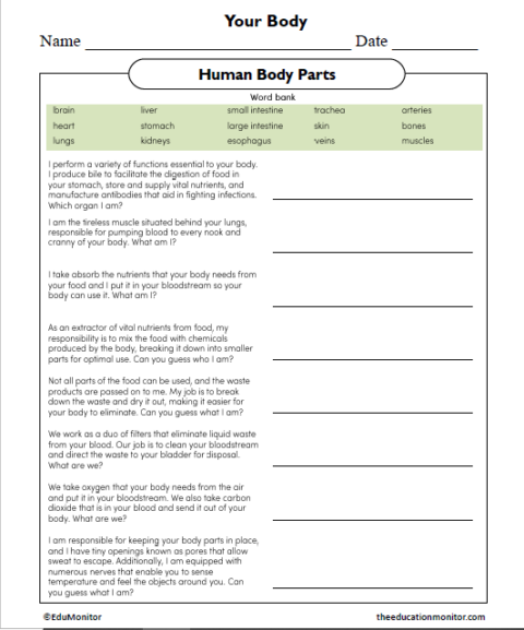 Human Body Parts Worksheet - EduMonitor | Science, Math, Language Arts