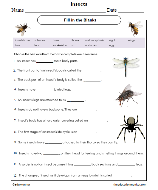 Insects Science Worksheet - EduMonitor | Science, Math, Language Arts