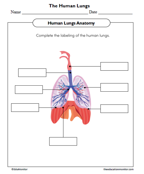 The Human Lungs Science Worksheet - EduMonitor | Science, Math ...