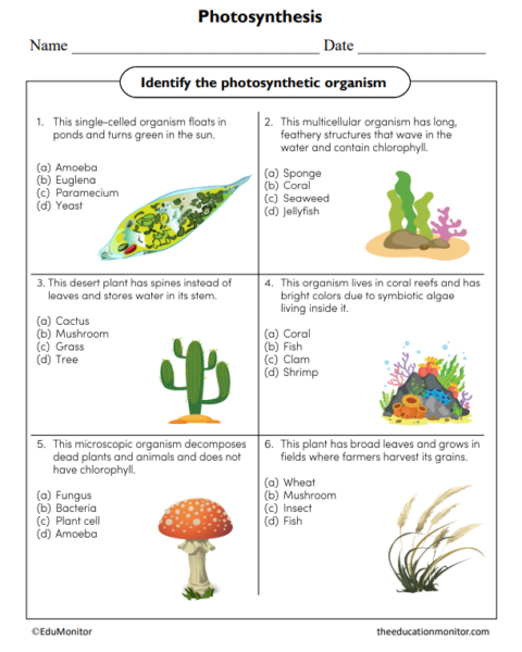 Photosynthesis Science Worksheet - EduMonitor | Science, Math, Language ...