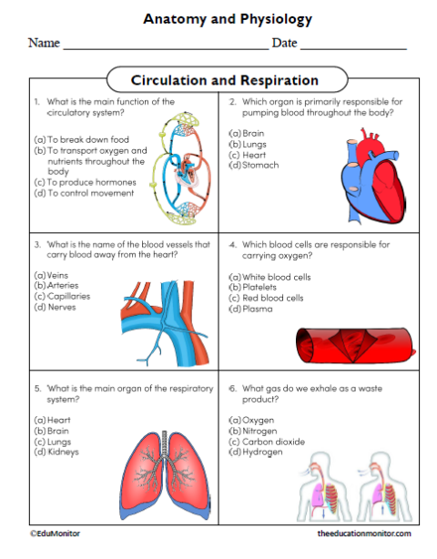Circulation and Respiration Systems Worksheet for Grade 6 - EduMonitor ...