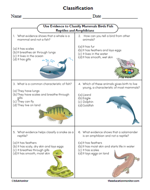 Mammals Birds Fish Reptiles and Amphibians Worksheet - EduMonitor ...