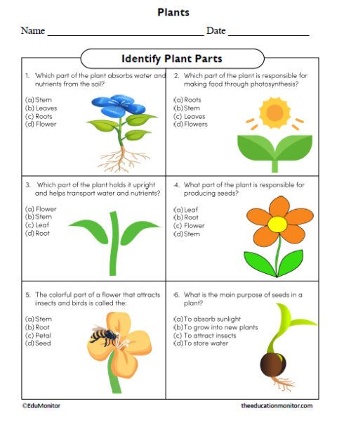 Identify Plant Parts Fourth Grade Science Worksheet - EduMonitor ...