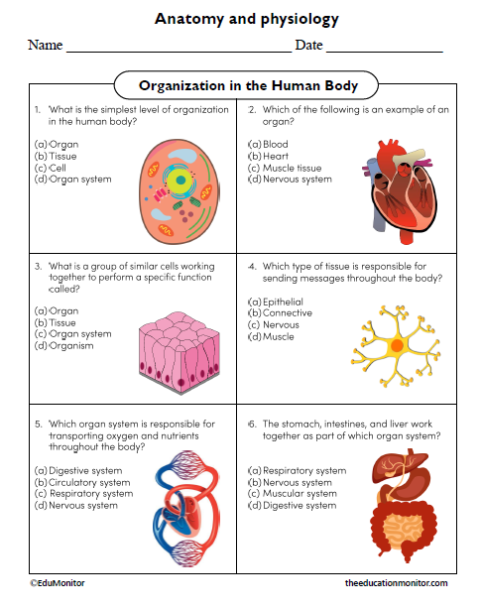 Organization in the Human Body Eighth Grade Science Worksheet ...
