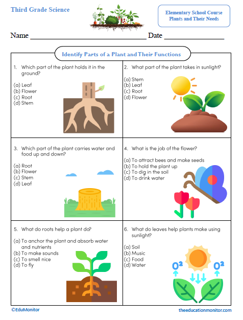 Identify Parts of a Plant and Their Functions Science Worksheet ...